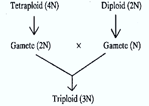 Polyploidy | BIOZOOM